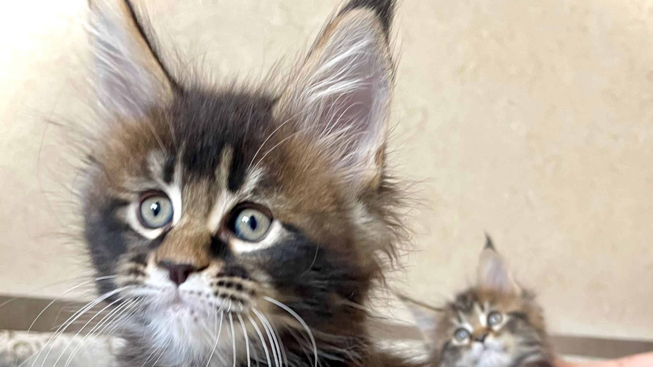 Maine Coon Kittens for Sale in Arkansas | Cattery