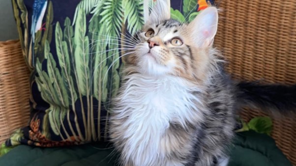 Maine Coon Kittens for Sale in Reno, Nevada | Cattery