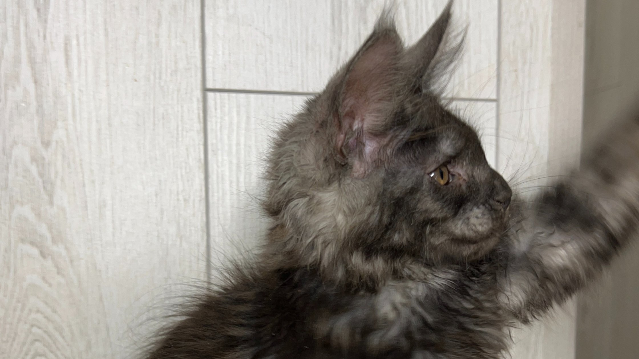 Maine Coon Kittens for Sale in Vermont | Cattery