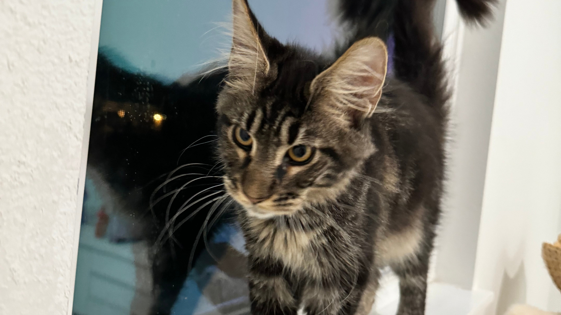 Maine Coon Kittens for Sale in Massachusetts | Cattery