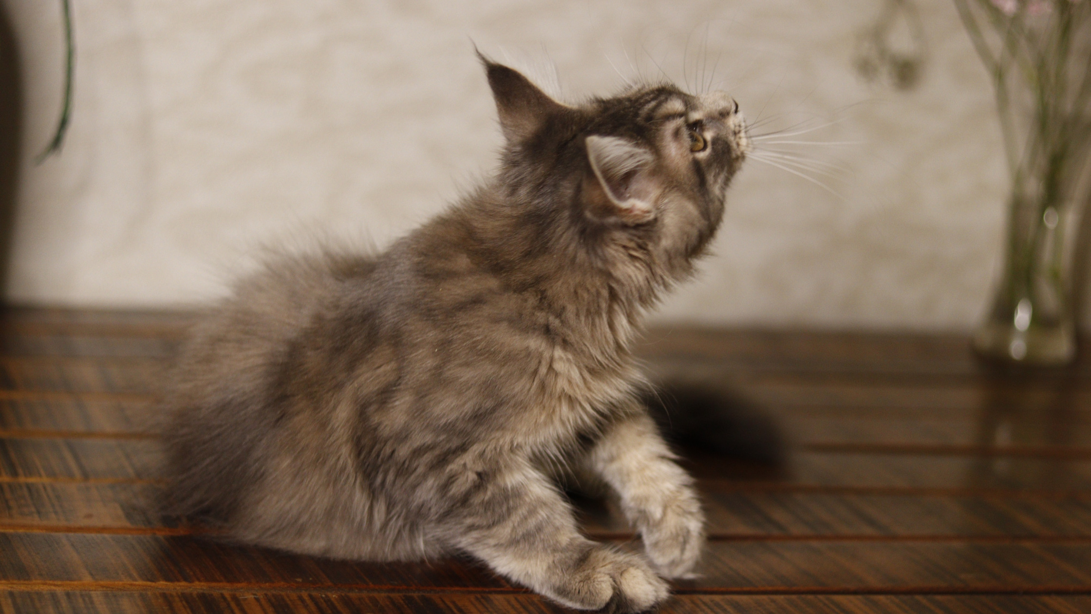 How to Adopt a European Maine Coon Kitten? | Cattery