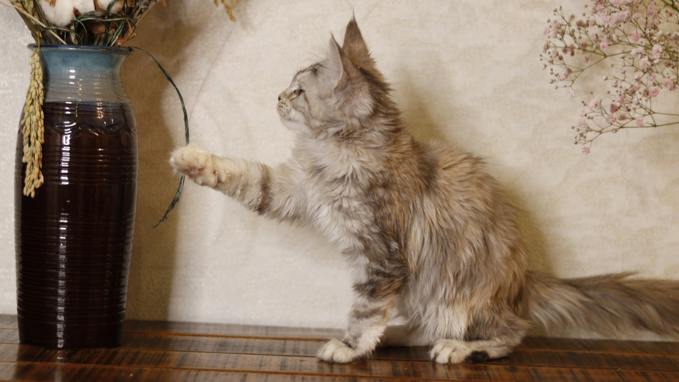 How to Identify a Purebred European Maine Coon Kitten?