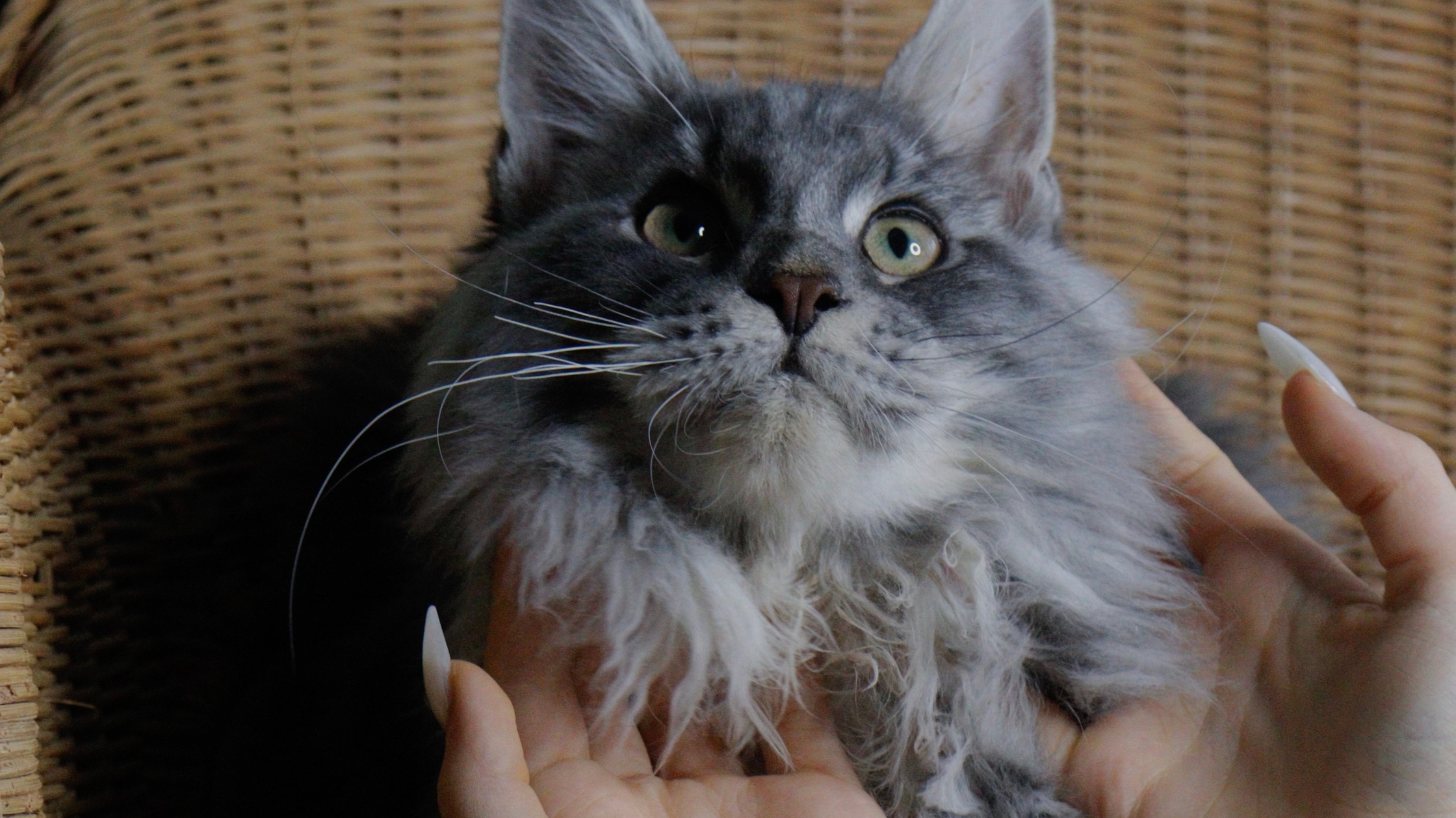 How are European Maine Coon Cats Different from American Ones?