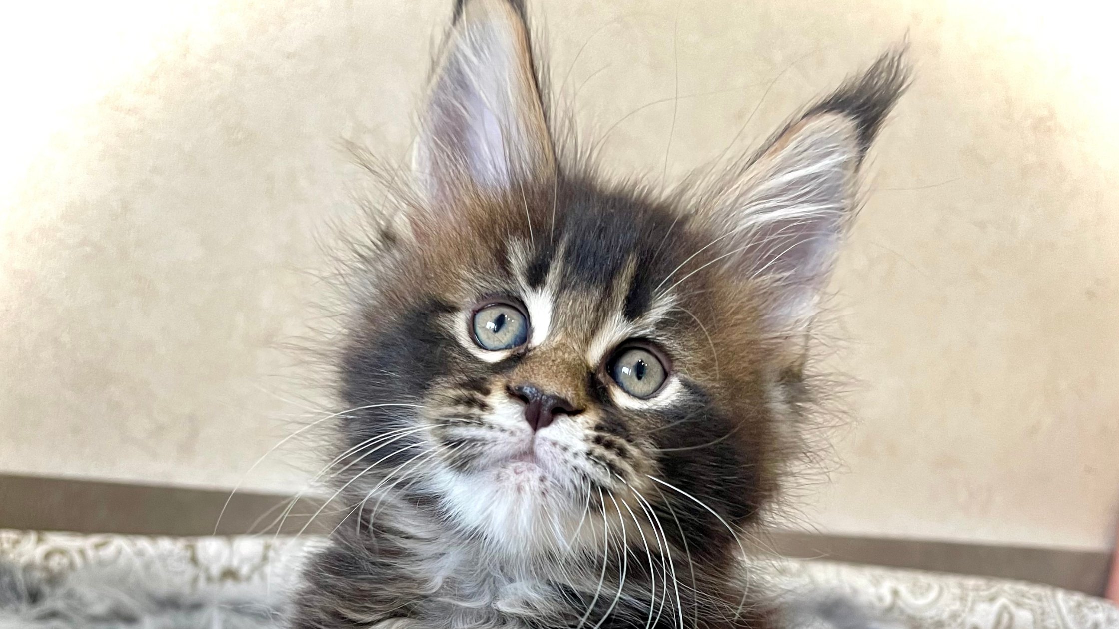 Brown Maine Coon Kittens for Sale | Brown Maine Coon Cats