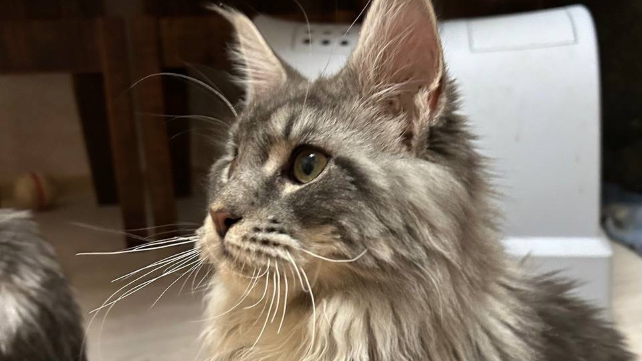How are European Maine Coon Cats Different from American Ones?