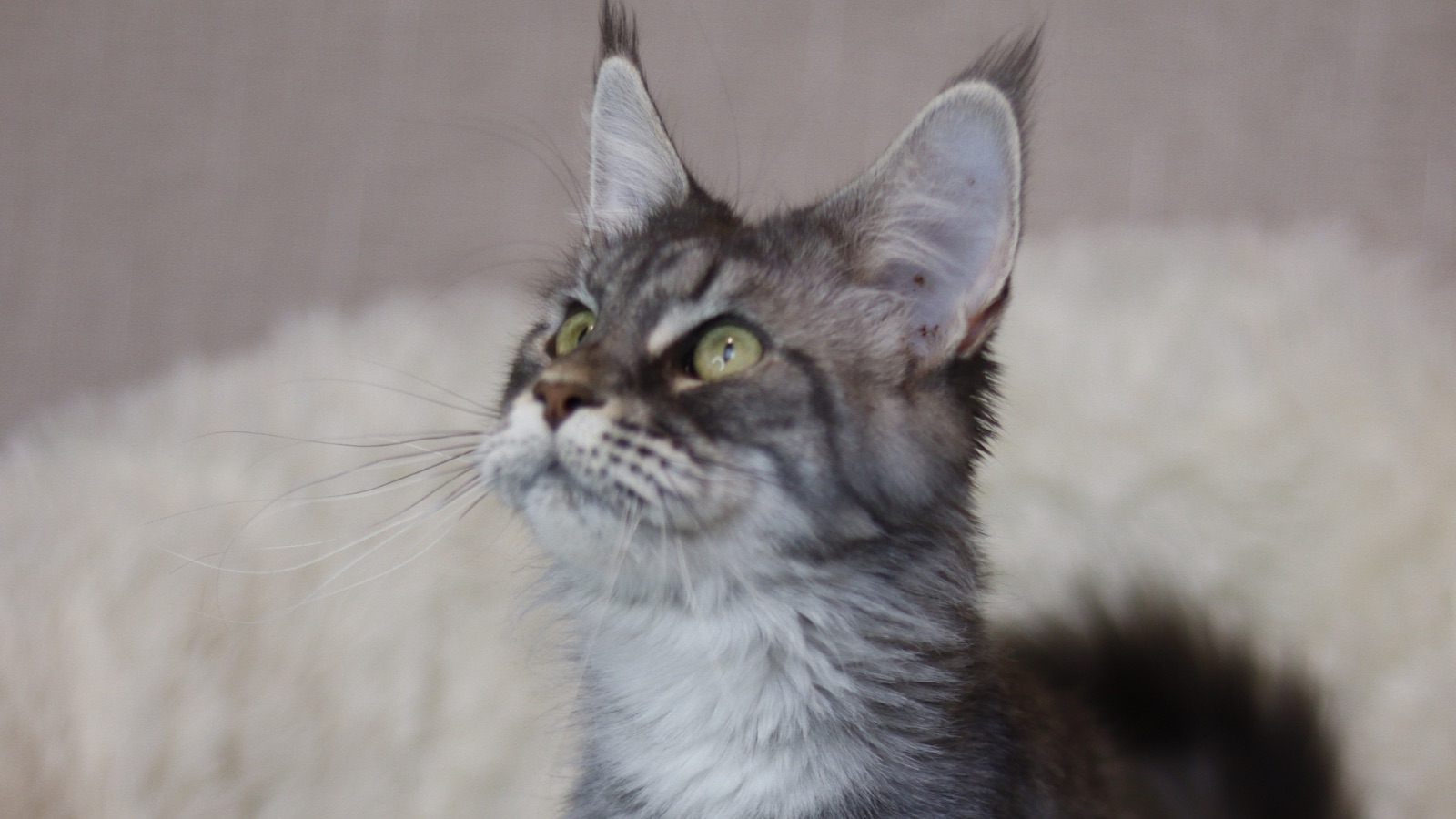 How are European Maine Coon Cats Different from American Ones?