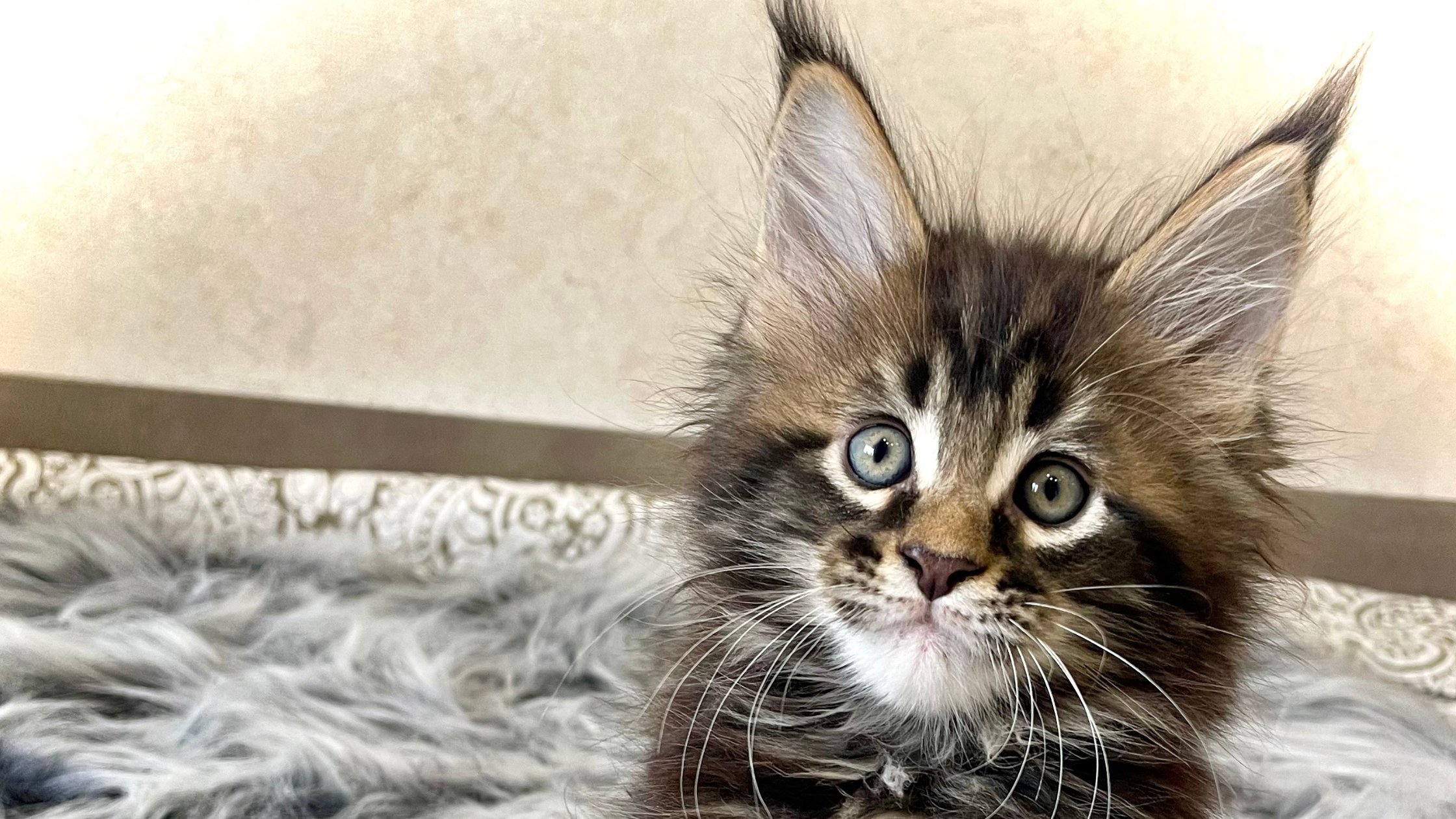 Black Maine Coon Kittens for Sale | Black Maine Coon Cats