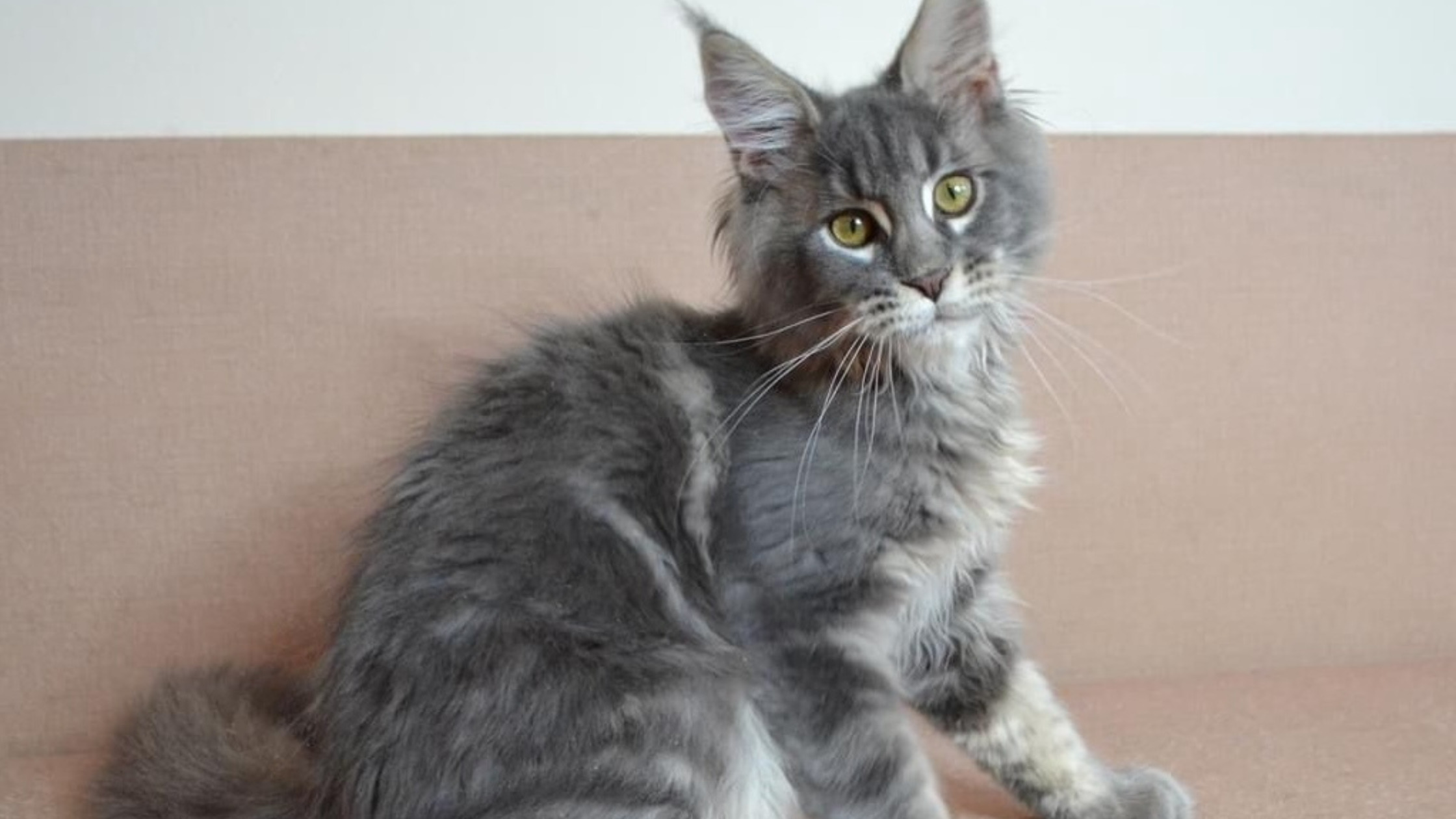 Maine Coon Knowledge Center | Insights & News| Cattery