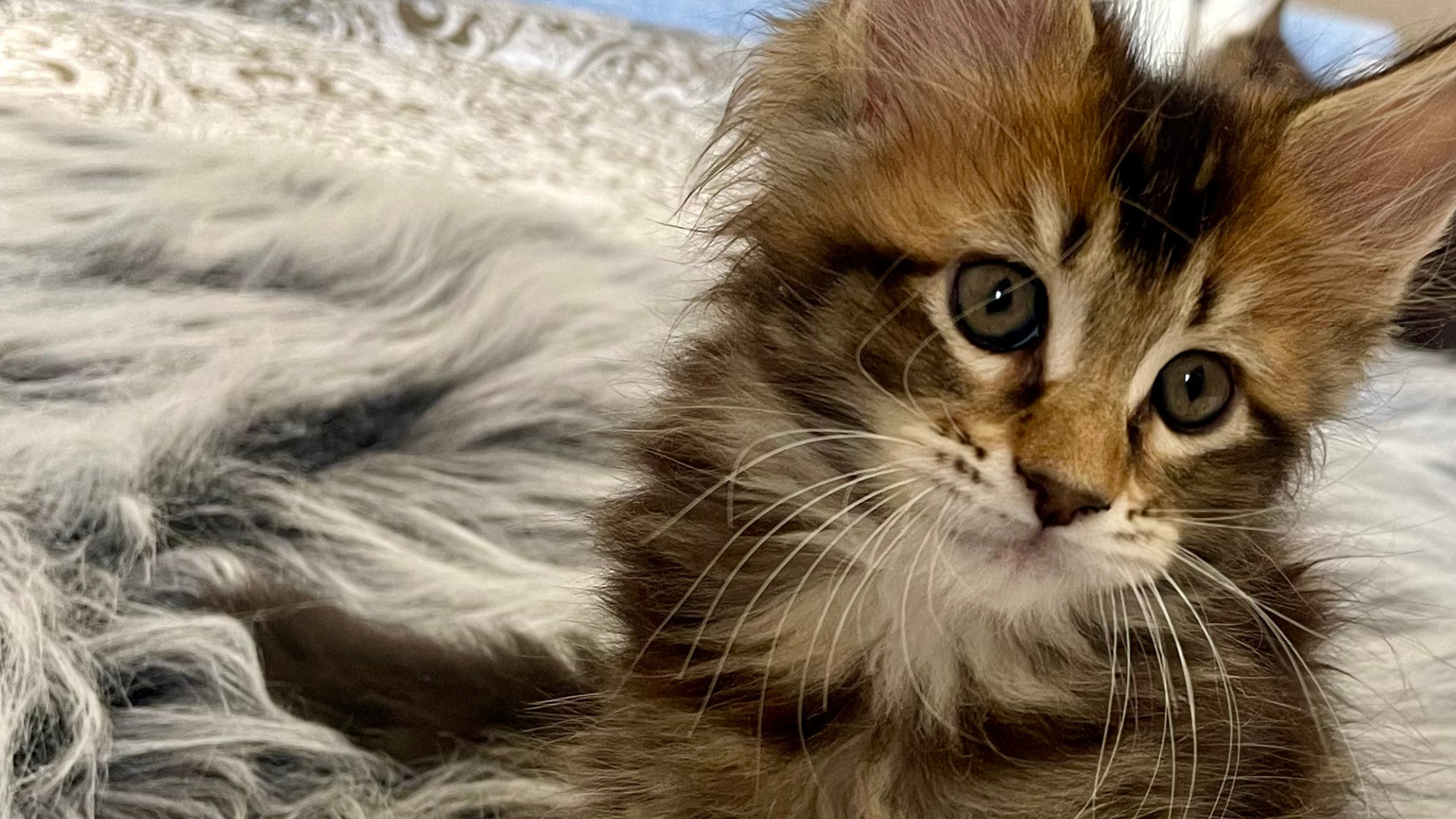 Maine Coon Kittens for Sale in New Hampshire | Cattery
