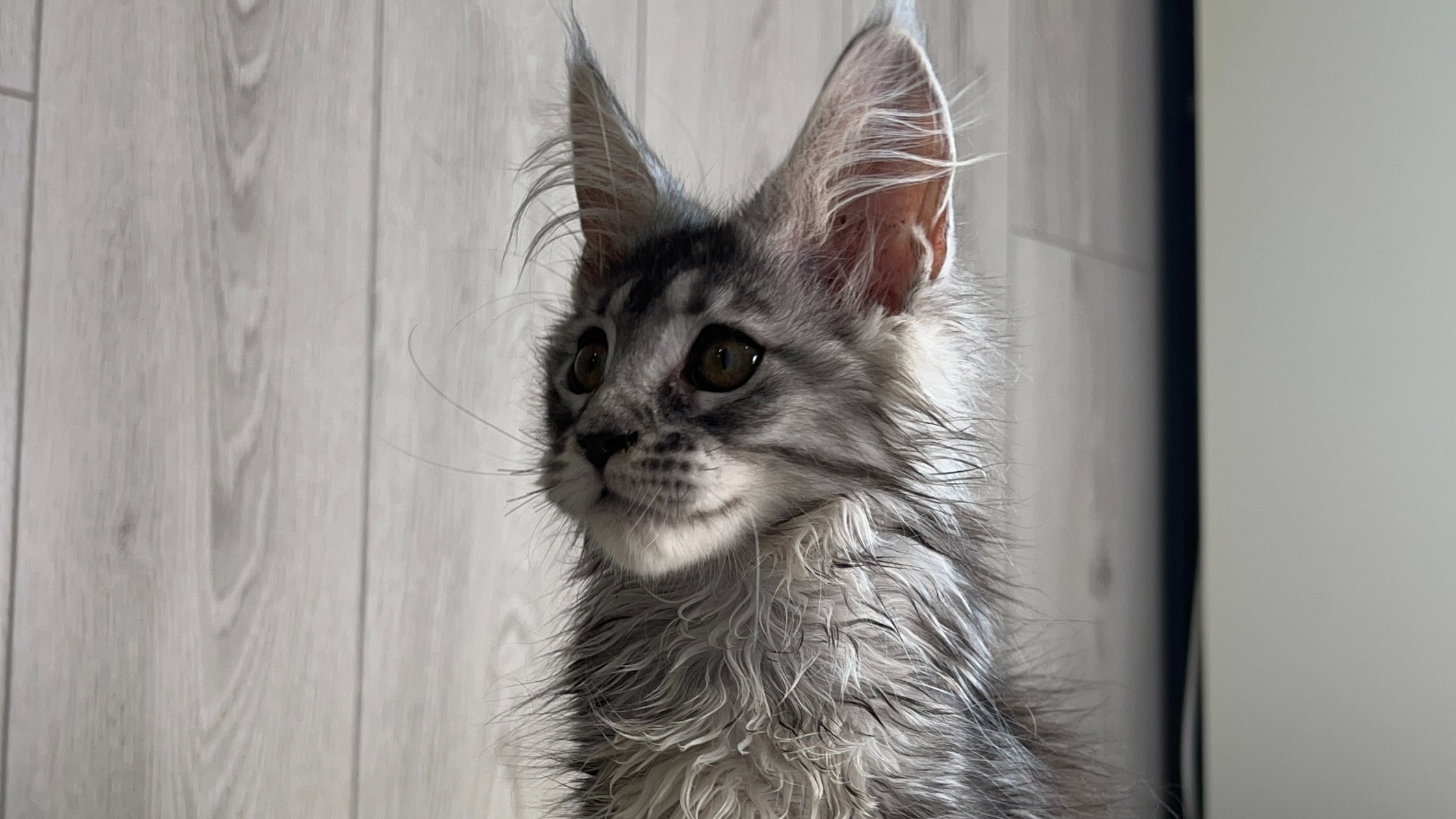 An Ultimate Guide to Female Maine Coon Cat | Cattery