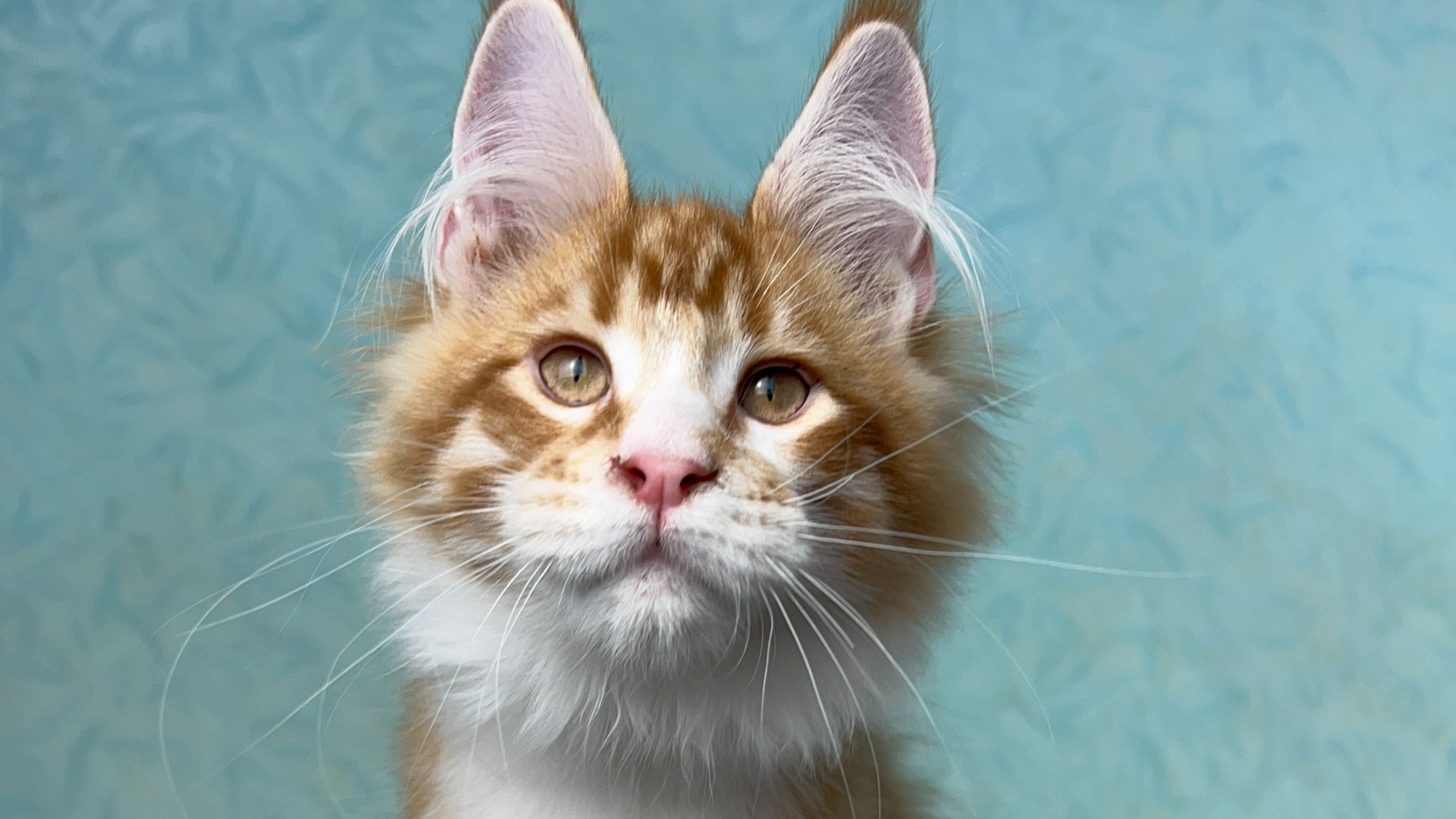 How to Choose the Food for Maine Coon? | Cattery