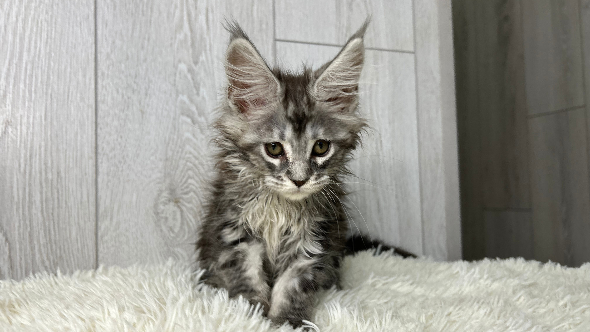 Maine Coon Kittens for Sale in Maryland | Cattery