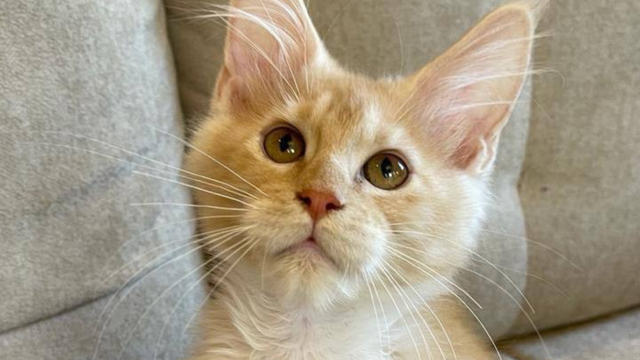 Giant Maine Coon Cats - Legendary Size of European Maine Coons