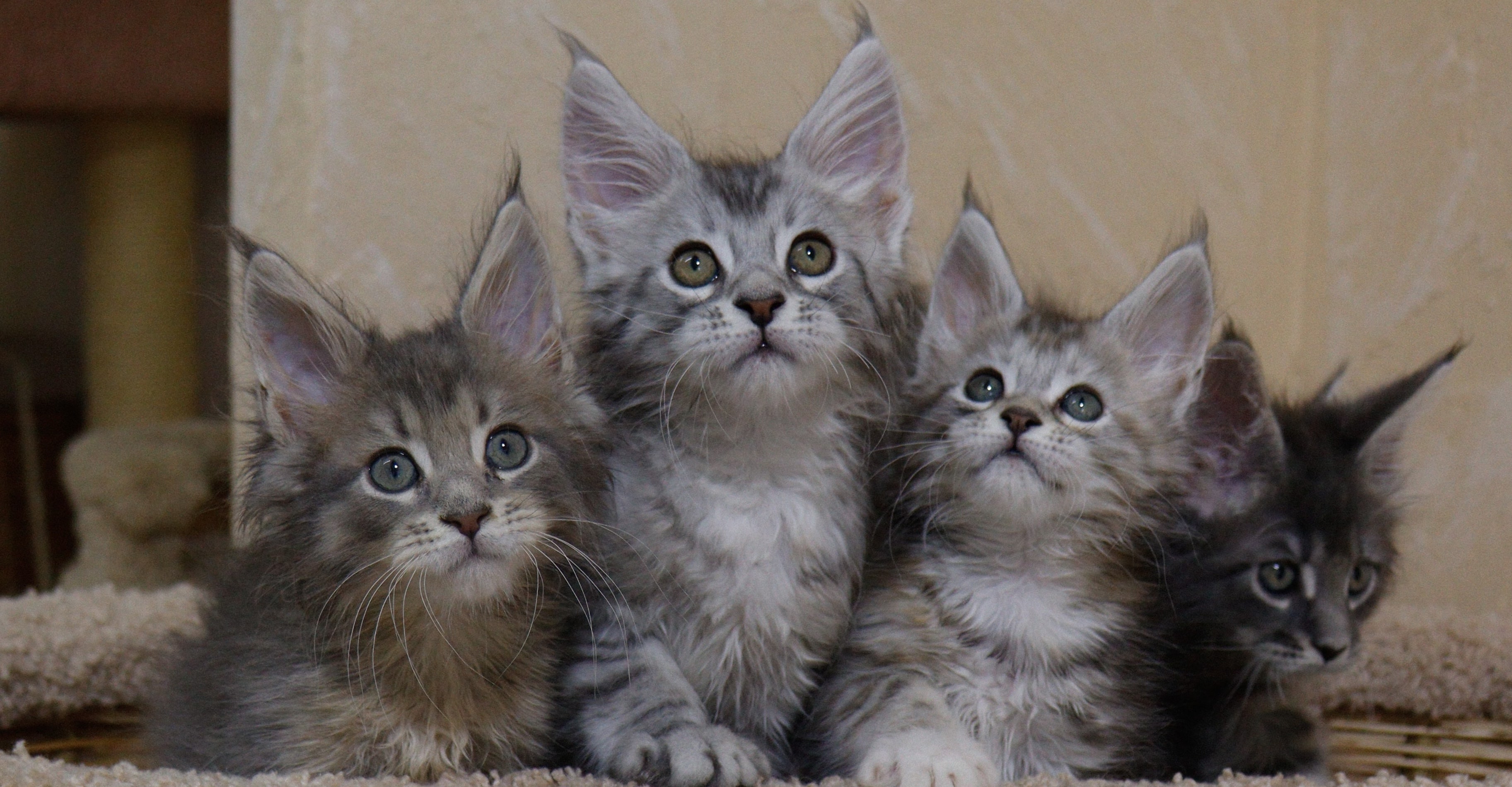 Maine Coon Kittens for Sale in Houston, Texas | Cattery